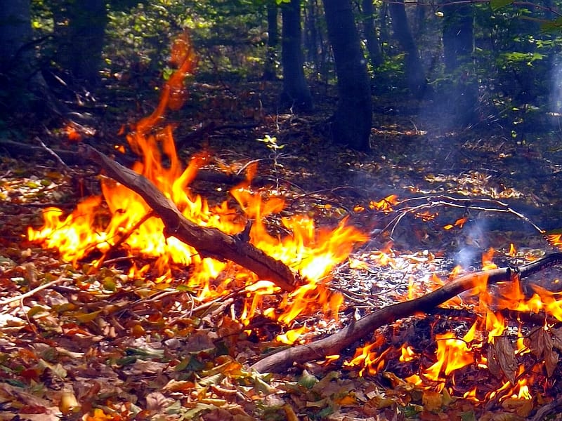 Pirot: 35 ovaca stradalo u požaru - Hronika - Južne vesti