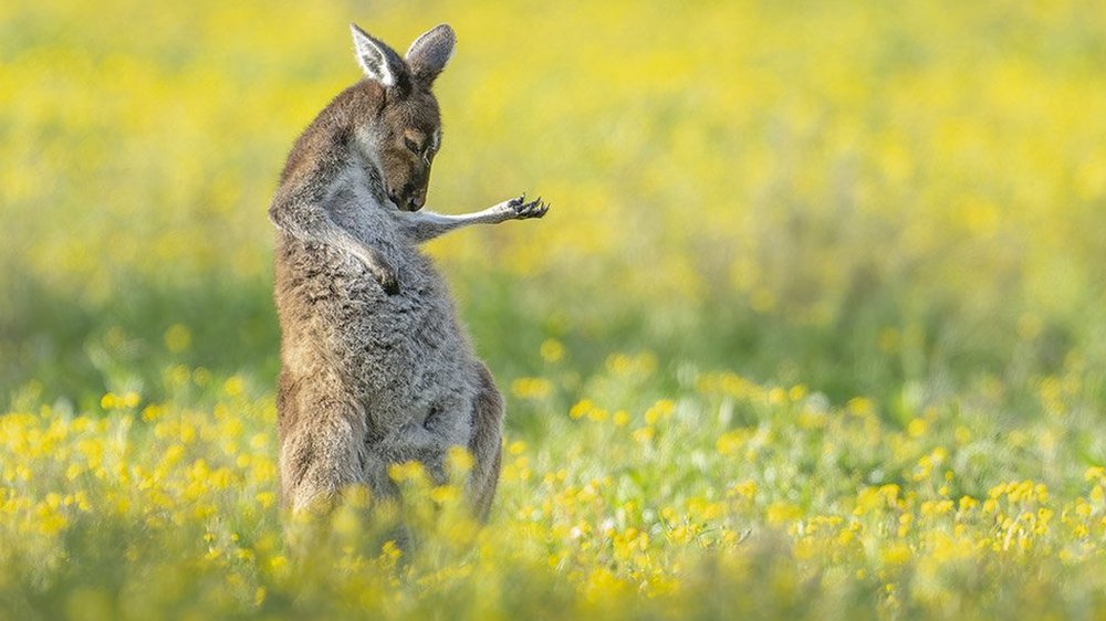 Najsmešnije fotografije životinja 2023: U finalu kengur gitarista ...