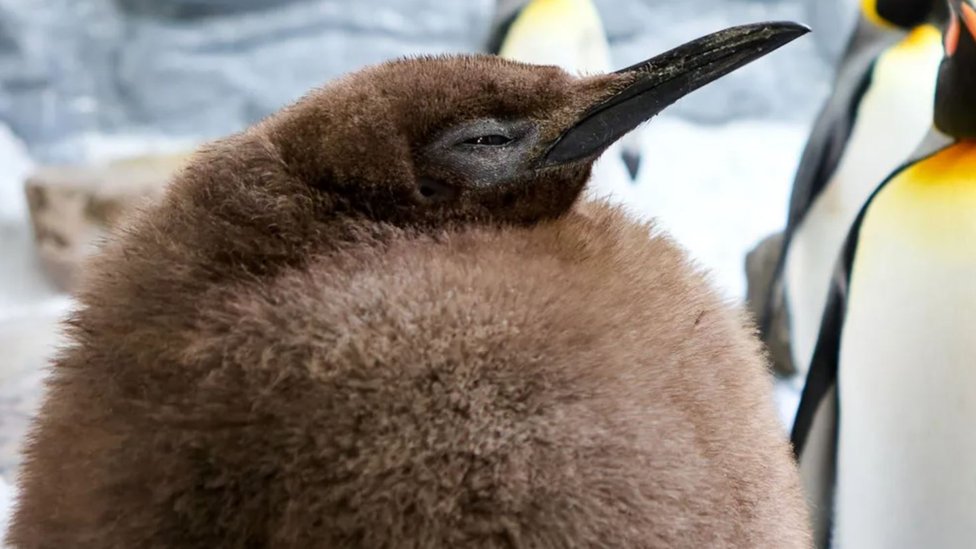 Upoznajte Pesta, bucmastog pingvina iz Australije koji osvaja internet ...