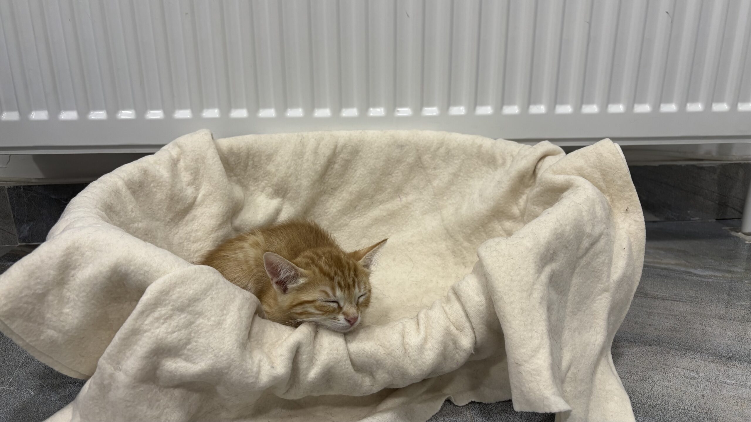 Kafa, predenje i udomljavanje: U Nišu otvoren kafić s mačkama - Zabava ...