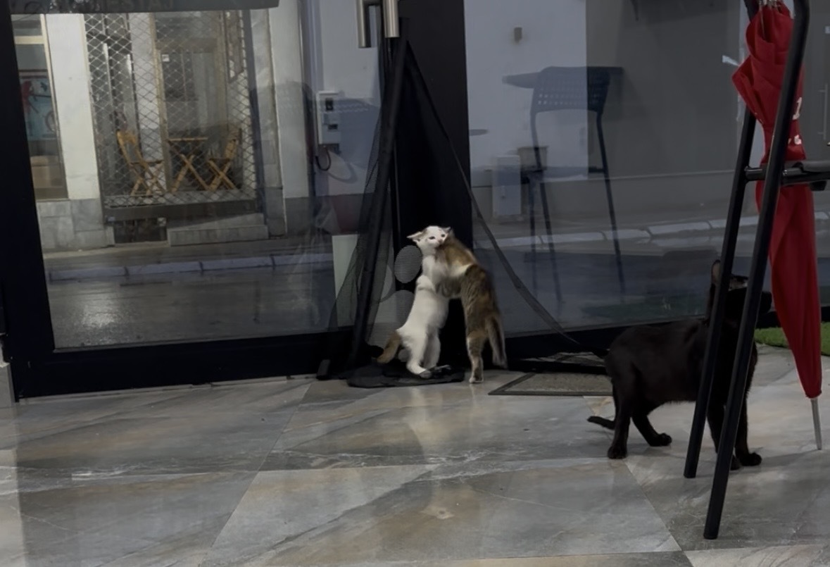 Kafa, predenje i udomljavanje: U Nišu otvoren kafić s mačkama - Zabava ...